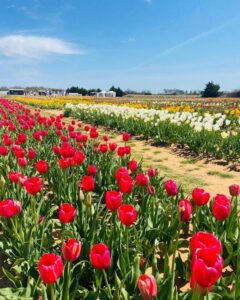 Every Spring This Texas Tulip Farm Explodes With Color and You Can Pick ...