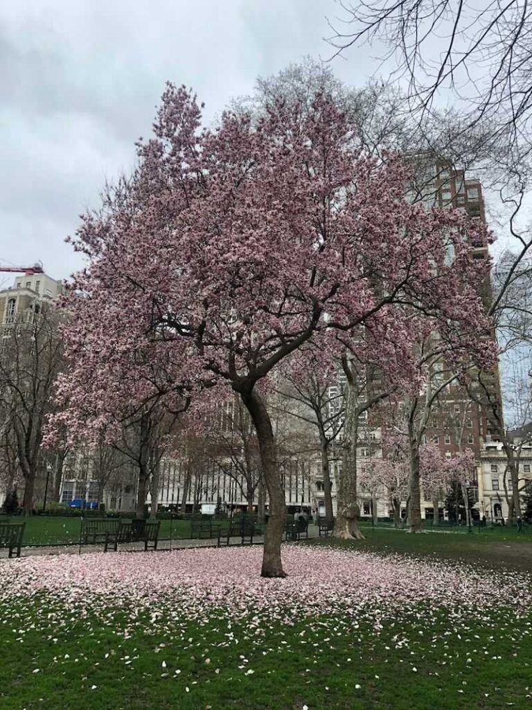 Pennsylvania's Most Beautiful Spots to See Cherry Blossoms and Redbuds ...