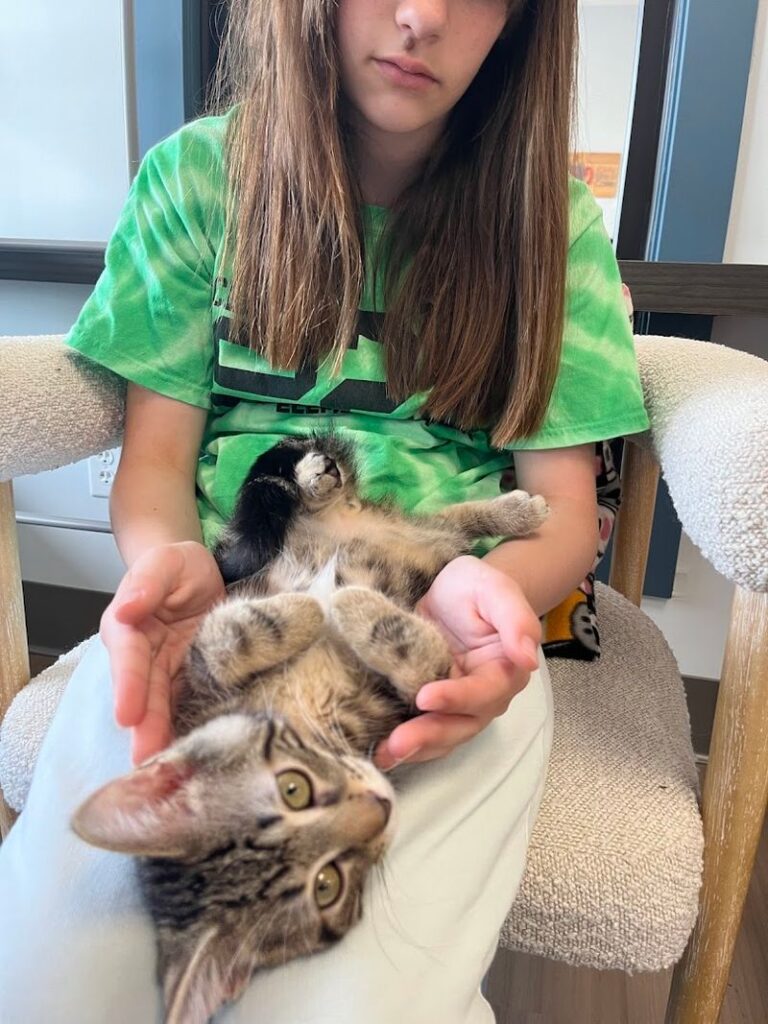 This Cozy Cat Cafe in Ohio Lets You Sip Coffee While Cuddling Rescue ...