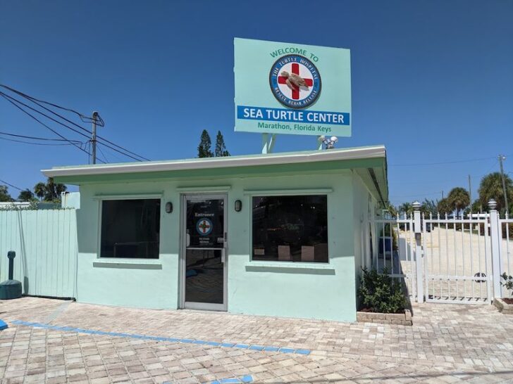 This Florida Hospital Rescues Injured Sea Turtles and Is One of the ...