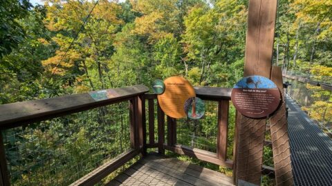 A towering canopy walk in Ohio lets you stroll above the forest across ...