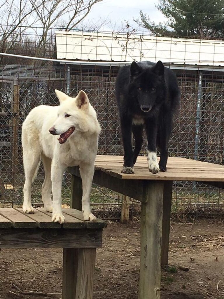 11 wolf sanctuaries across America where you can actually meet wolves ...