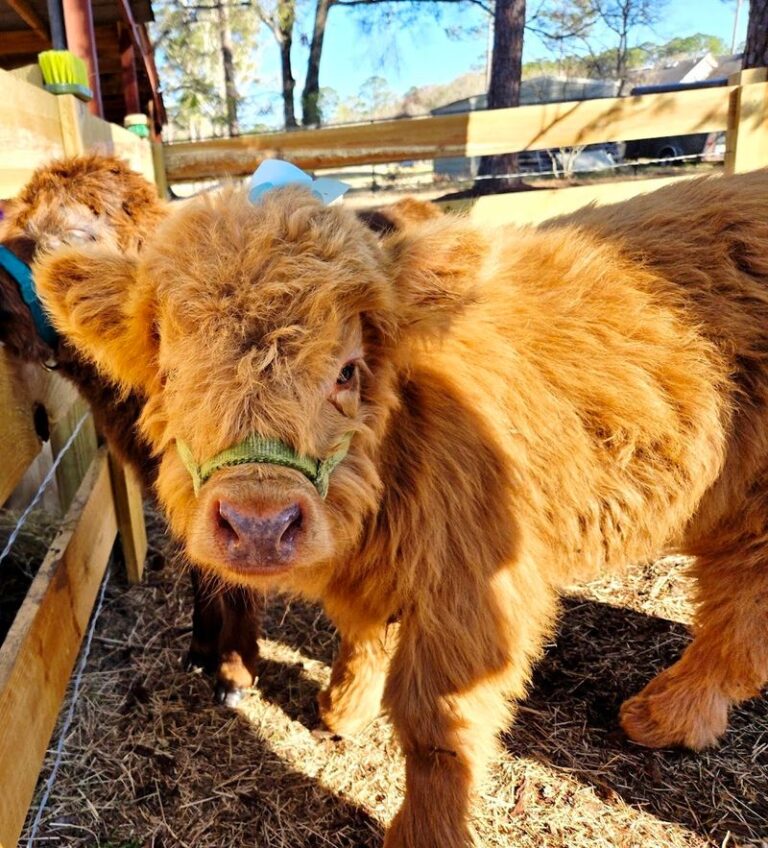 You Can Visit This Florida Café Where Fluffy Cows Are Part Of The ...