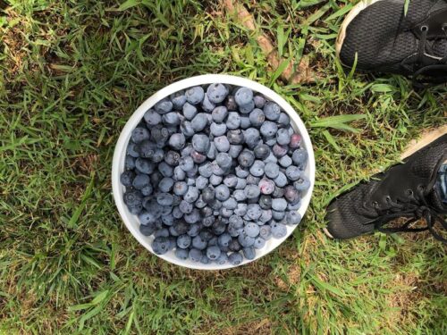 11 North Carolina U-Pick Blueberry Farms That Are Hard to Leave Once ...