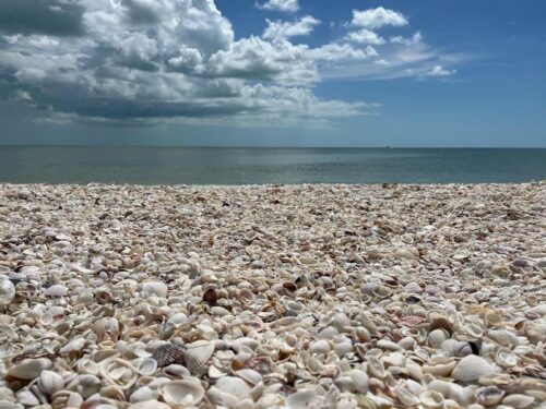 12 Shelling Beaches Across Florida Where Every Walk Along The Sand Gets ...
