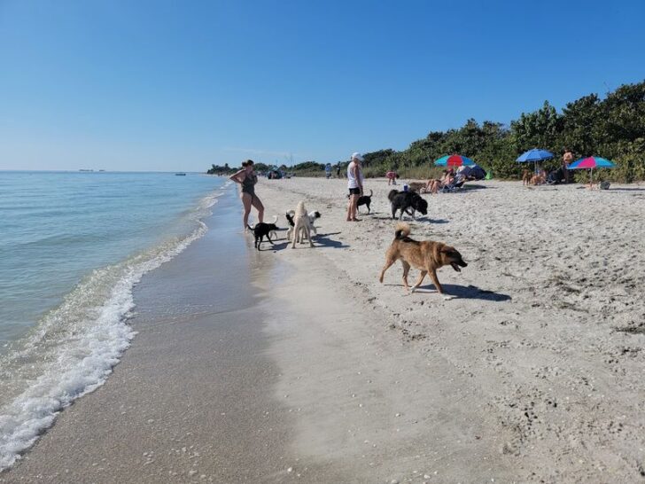 15 Dog-Friendly Florida Beaches, Trails, and Restaurants Your Pup Will Love
