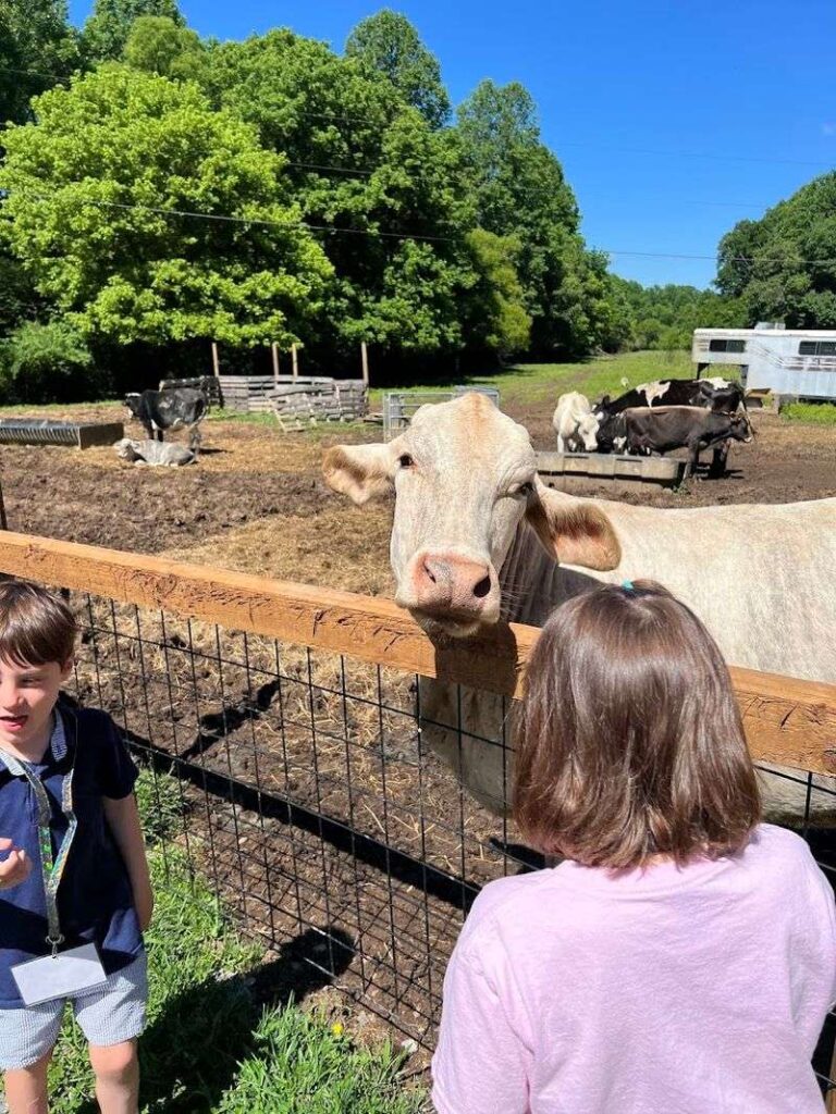 A Farm in the North Georgia Mountains Has Over 100 Animals You Can Pet ...