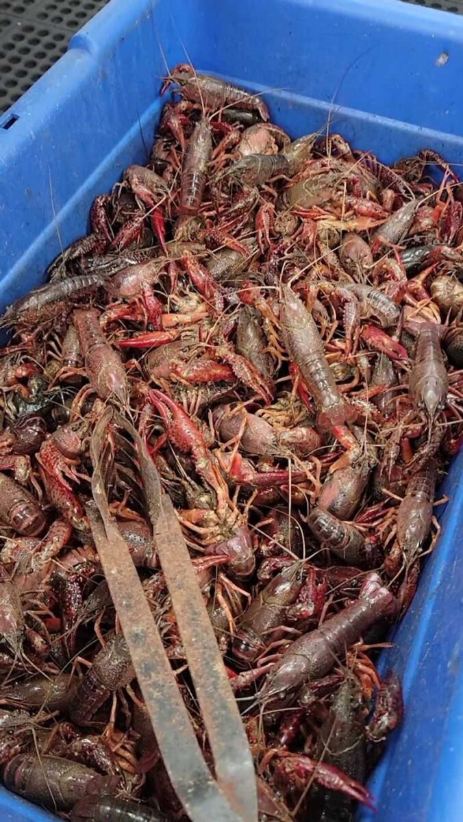 North Carolina Fish Markets Where Locals Go When They Want the Real Thing