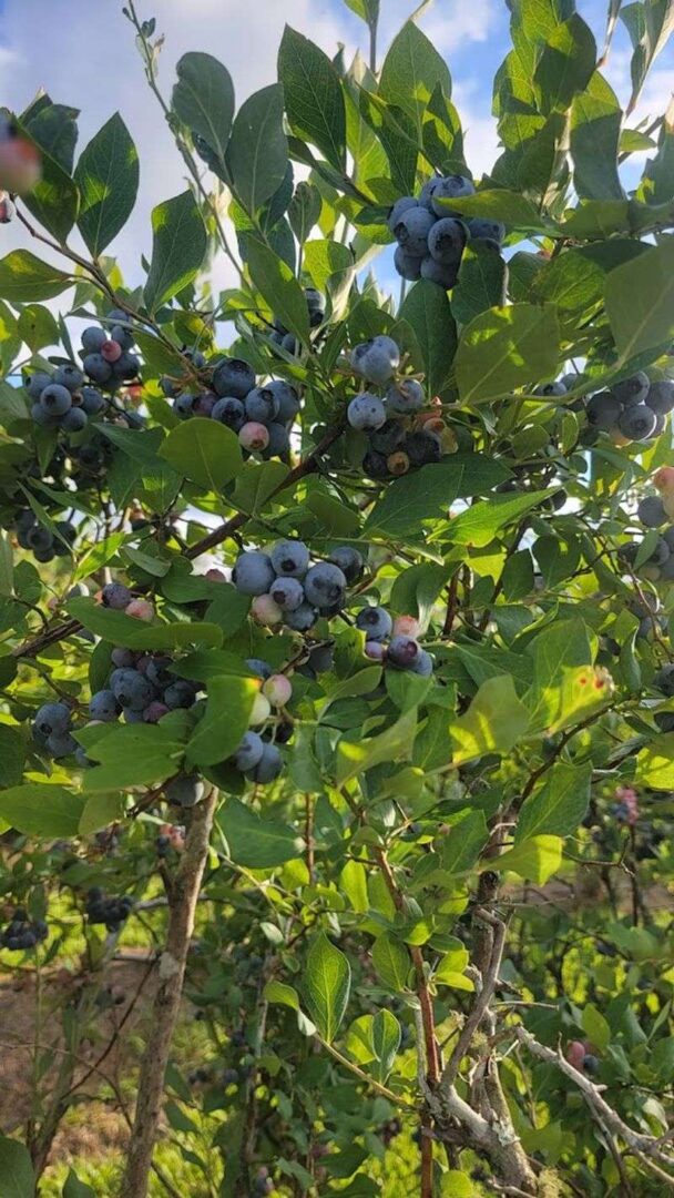 11 North Carolina U-Pick Blueberry Farms That Are Hard to Leave Once ...