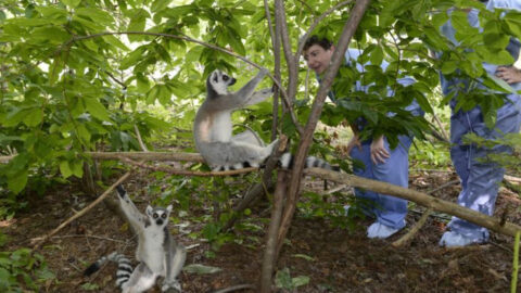 The Largest Lemur Sanctuary Outside Madagascar Is in North Carolina and ...