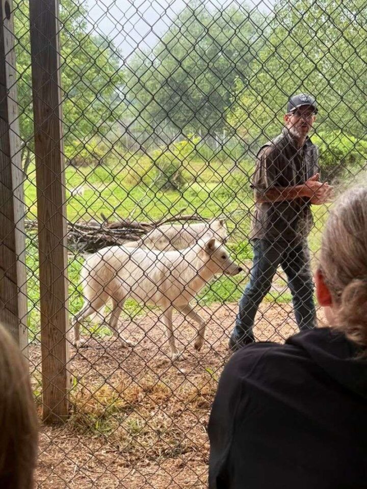 This Massachusetts Sanctuary Lets You See Wolves Up Close Without ...