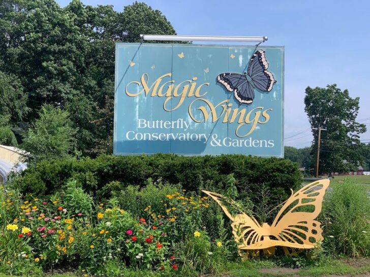 Thousands of butterflies fill this Massachusetts conservatory that ...