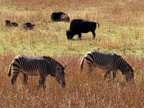 These Georgia Safari Experiences Feel Surprisingly Real