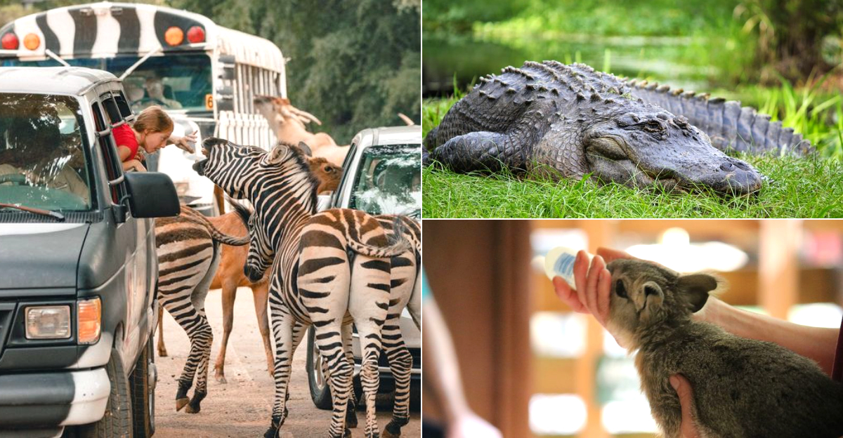 These Georgia Safari Experiences Feel Surprisingly Real