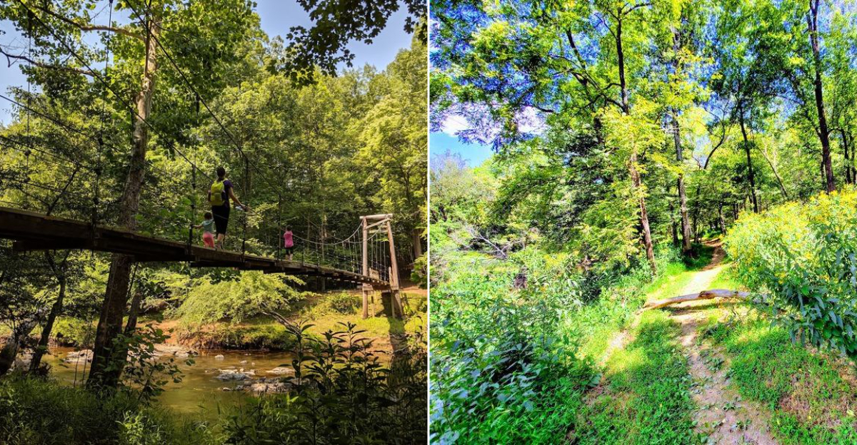 Forest Paths That Follow Gentle Flowing Water Through Peaceful Scenery ...