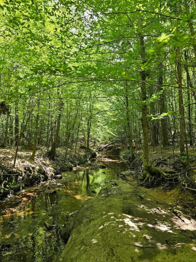 This Peaceful Forest Escape Near Raleigh Feels A World Away From City Life